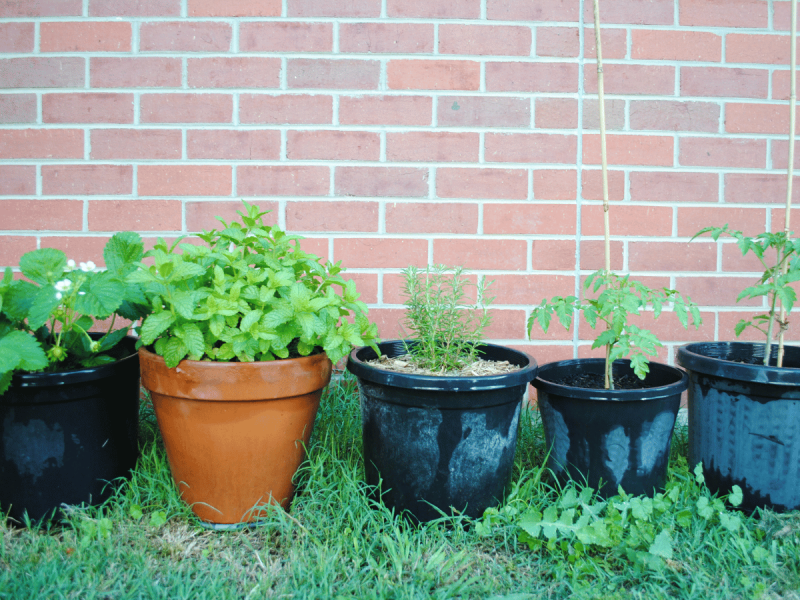How to grow food in small spaces using pots and containers
