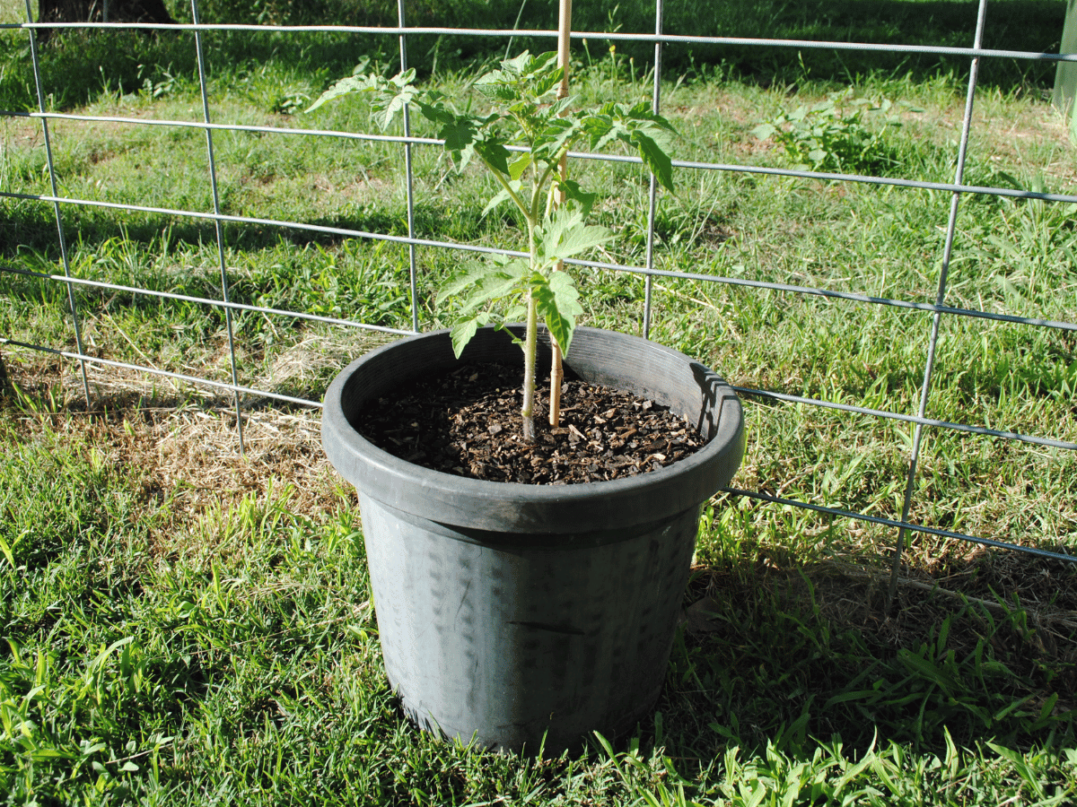 How to grow food in small spaces using pots and containers