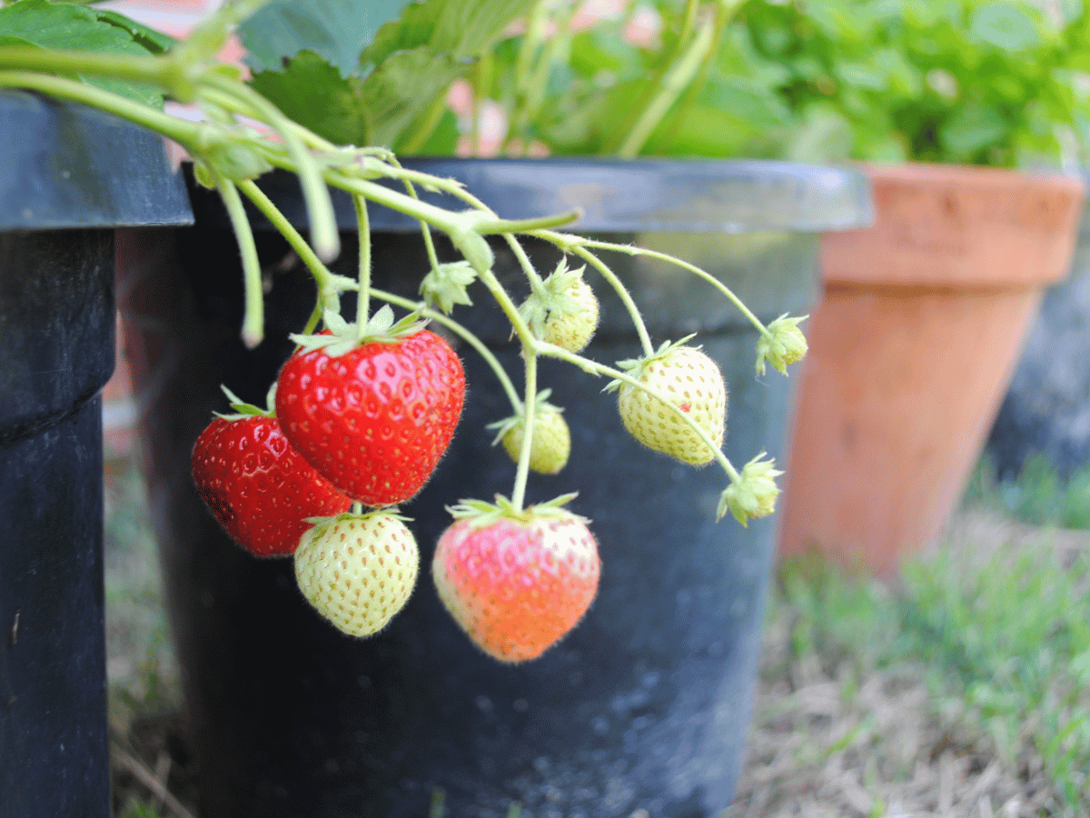 How to grow food in small spaces using pots and containers