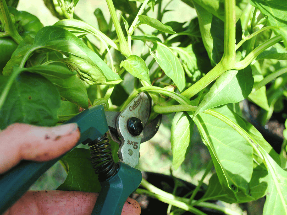 How to overwinter capsicums and other summer crops